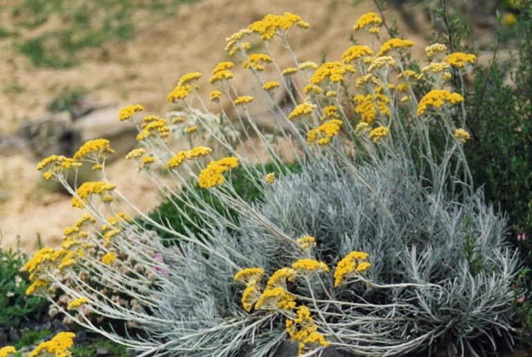 Ingredient Spotlight - Helichrysum — Adventures With The Sage